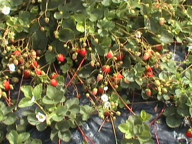 LESCRETS FRUITS ET POMOLOGIE LA FRAISE THE STRAWBERRY LA SANS RIVALE