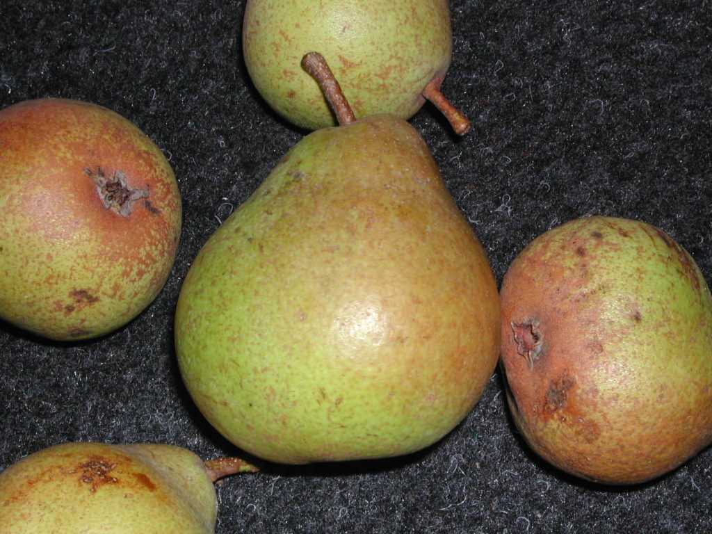 GUIDE DES POIRES - GUIDE OF PEARS - BLESSON
