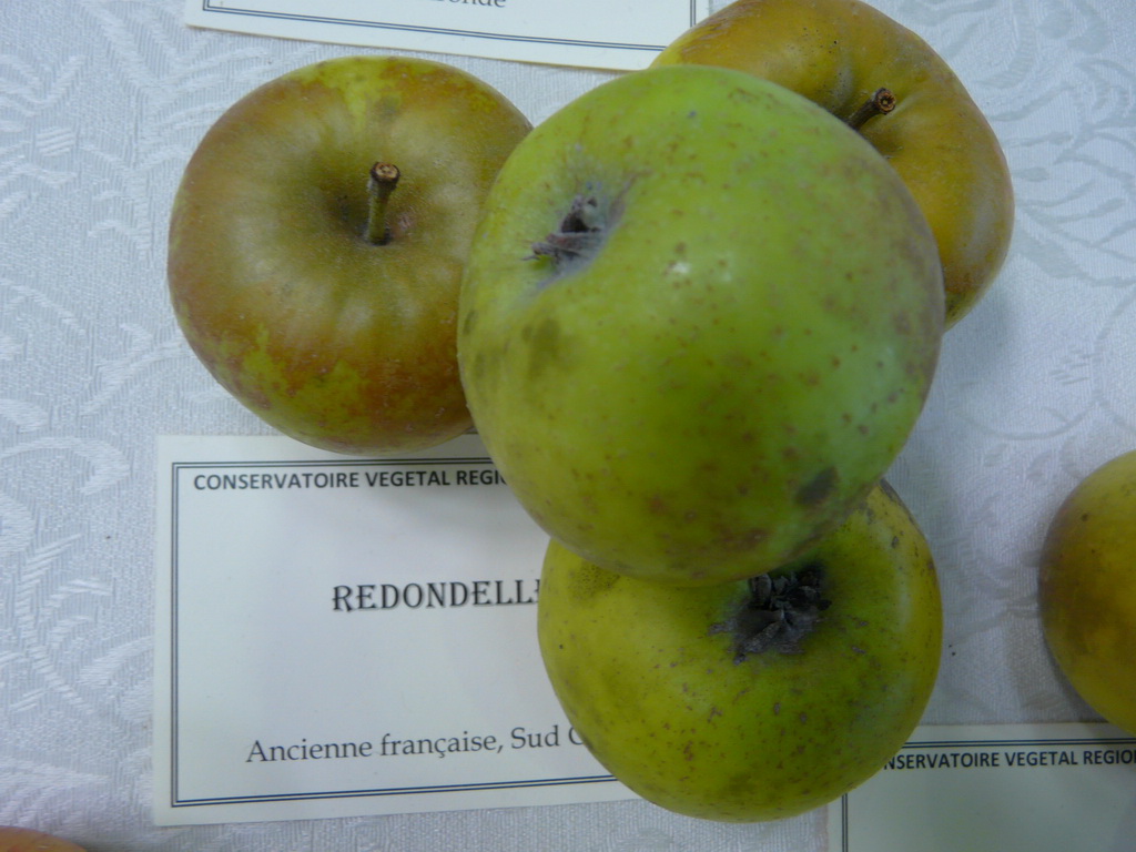 LESCRETS FRUITS ET POMOLOGIE LES POMMES THE APPLES - REDONDELLE