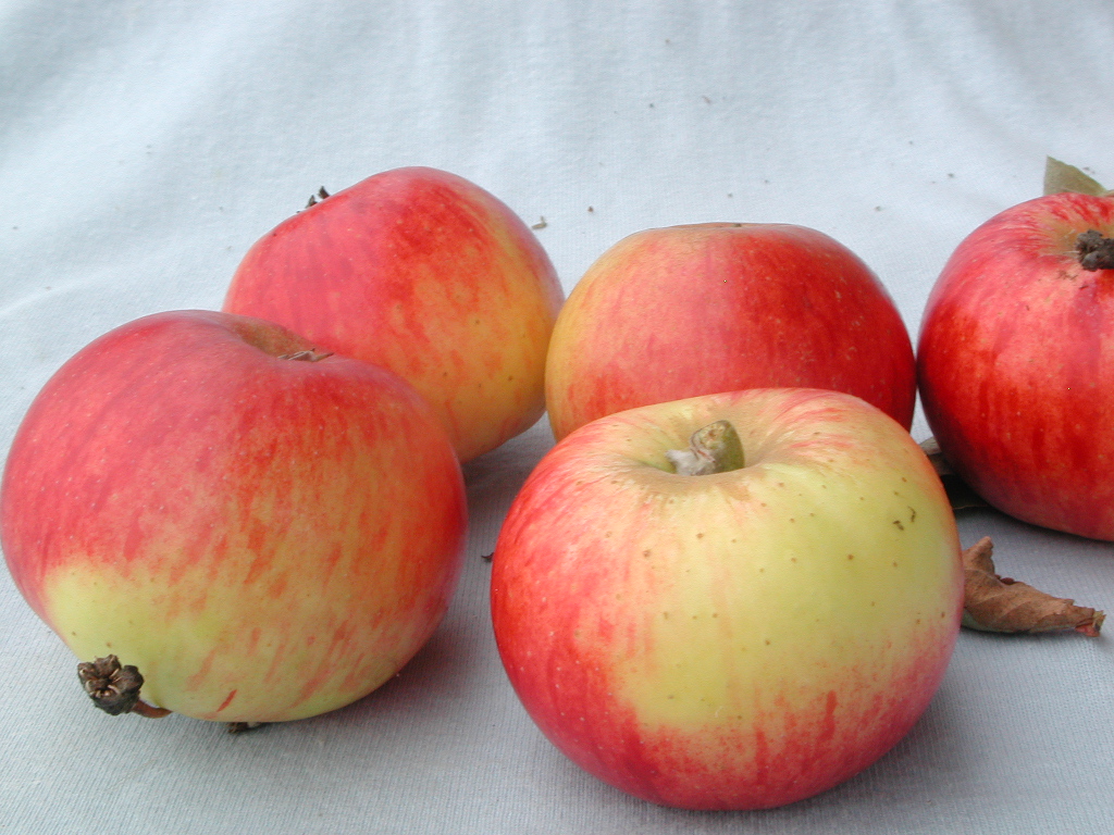 GUIDE DES POMMES - GUIDE OF APPLES - ELSTAR
