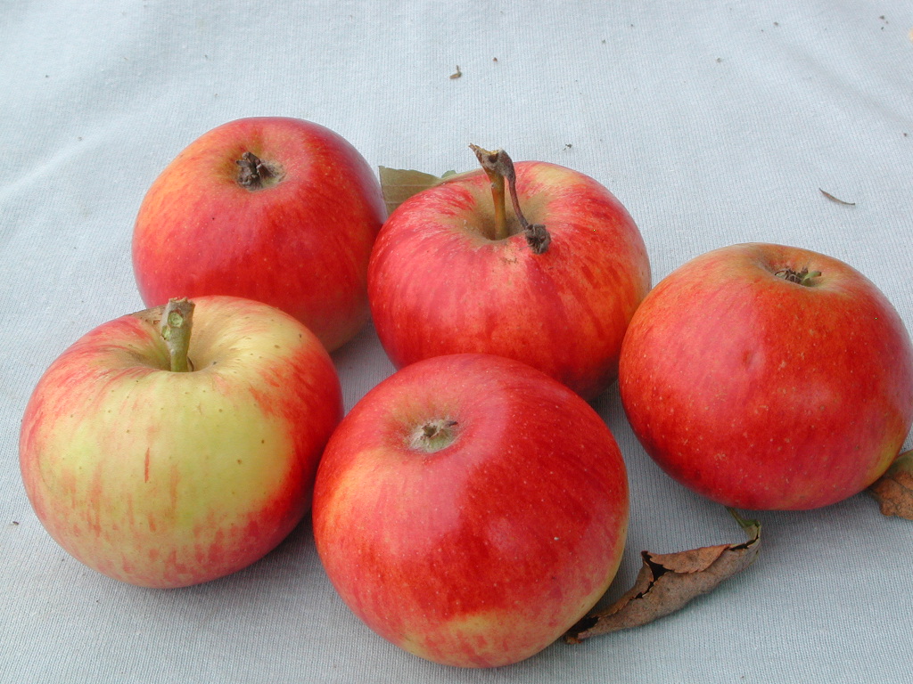 GUIDE DES POMMES - GUIDE OF APPLES - ELSTAR