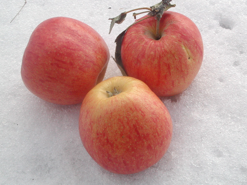 GUIDE DES POMMES - GUIDE OF APPLES - JONAGORED