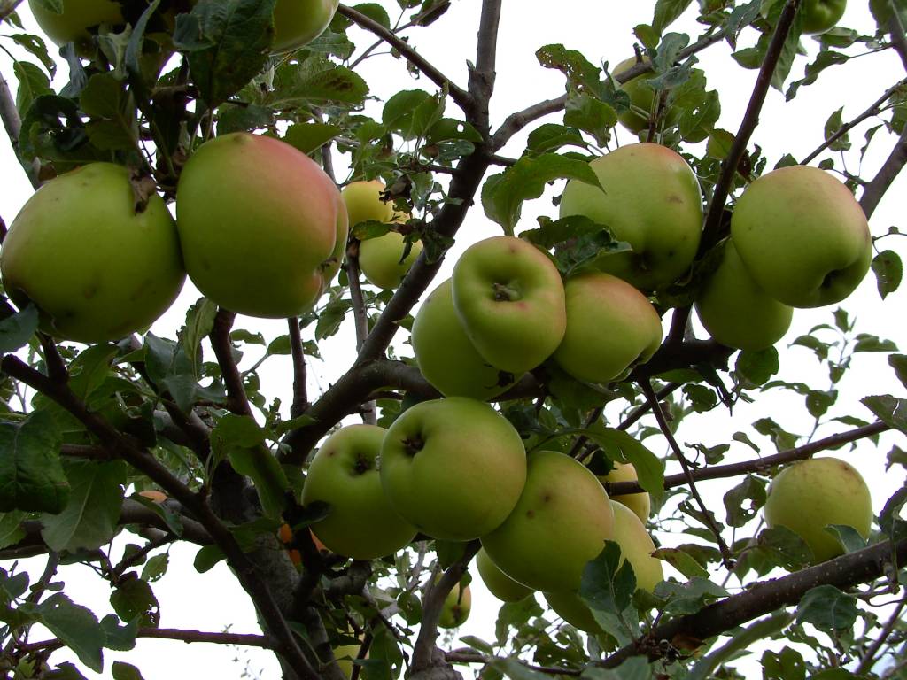 GUIDE DES POMMES - GUIDE OF APPLES - OZARK GOLD