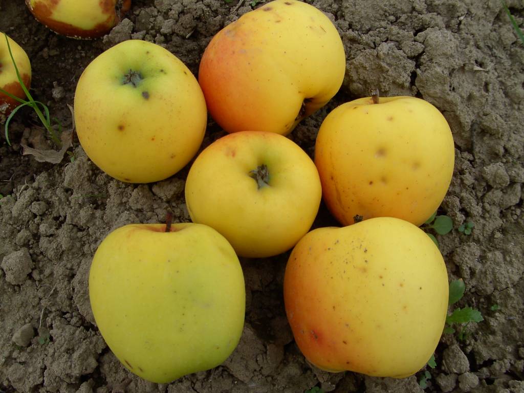 GUIDE DES POMMES - GUIDE OF APPLES - OZARK GOLD
