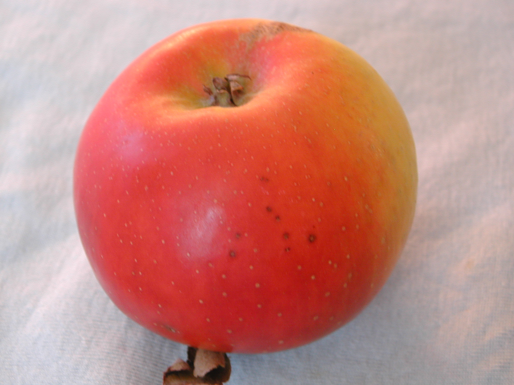 GUIDE DES POMMES - GUIDE OF APPLES - PRISCILLA