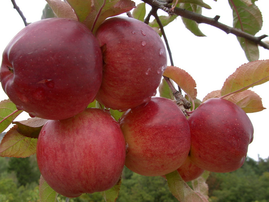 GUIDE DES POMMES - GUIDE OF APPLES - PRISCILLA