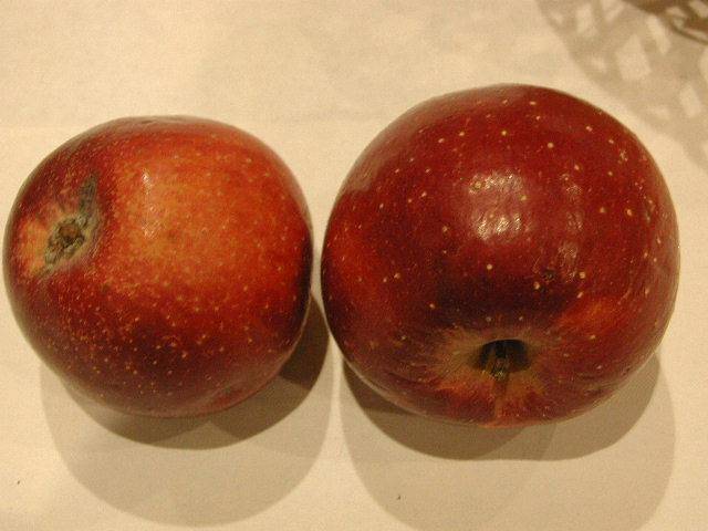 GUIDE DES POMMES - GUIDE OF APPLES - REINETTE ROUGE ÉTOILÉE