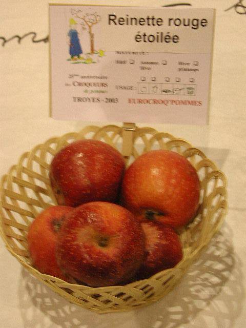 GUIDE DES POMMES - GUIDE OF APPLES - REINETTE ROUGE ÉTOILÉE