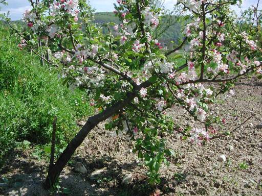 GUIDE DES POMMES - GUIDE OF APPLES - SIRIUS
