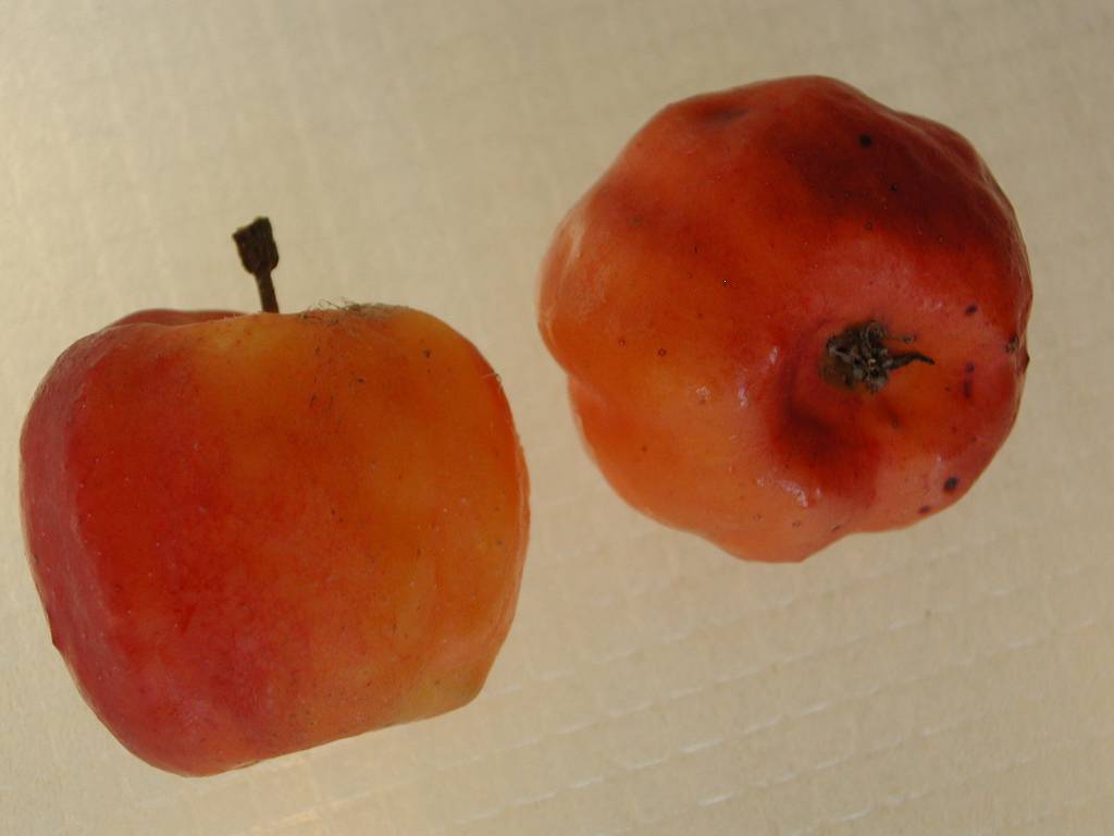 GUIDE DES POMMES - GUIDE OF APPLES - SIRIUS