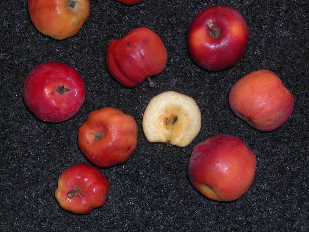 GUIDE DES POMMES - GUIDE OF APPLES - SIRIUS