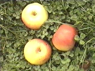 GUIDE DES POMMES - GUIDE OF APPLES - SWISS ORANGE