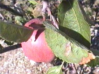 GUIDE DES POMMES - GUIDE OF APPLES - TOPRED DELICIOUS