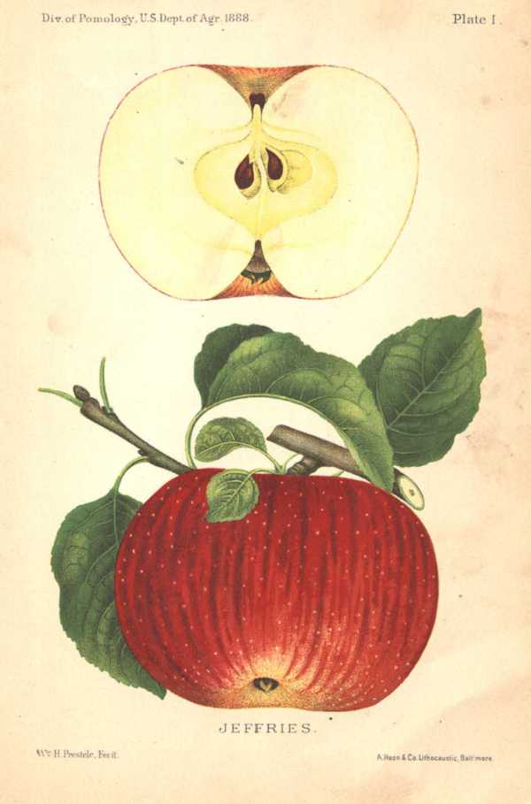 LESCRETS FRUITS ET POMOLOGIE DIVISION OF POMOLOGY USA - DEPARTMENT OF ...